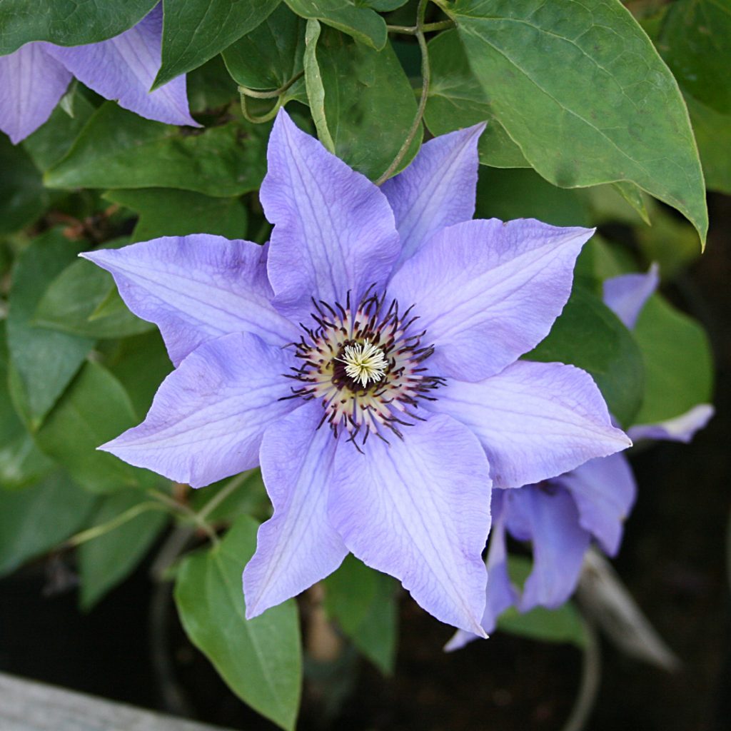 Friedrich Manfred Westphal - Rosor, Perenner och Klematis