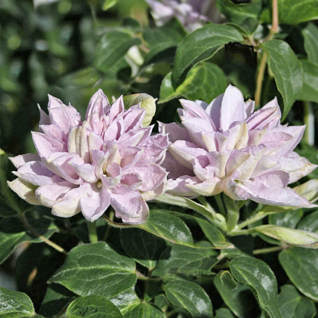 DANCING QUEEN Tidiga Storblommiga Gruppen - Rosor, Perenner och Klematis