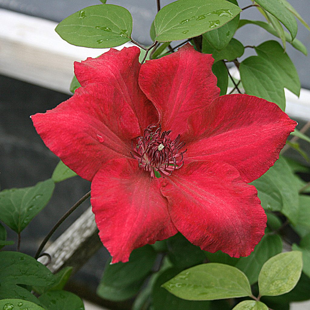 Sena storblommiga klematis - Rosor, Perenner och Klematis