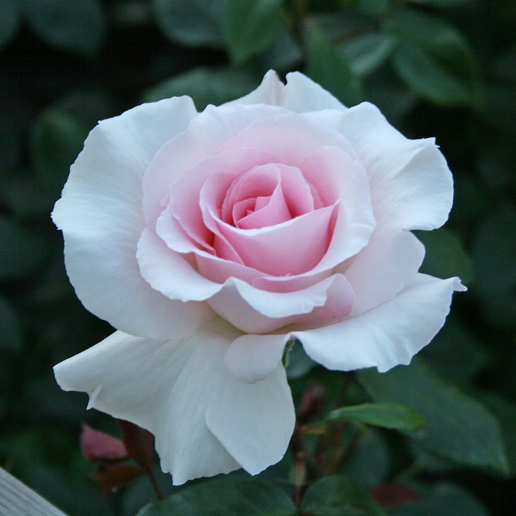 A WHITER SHADE OF PALE - Rosor, Perenner och Klematis