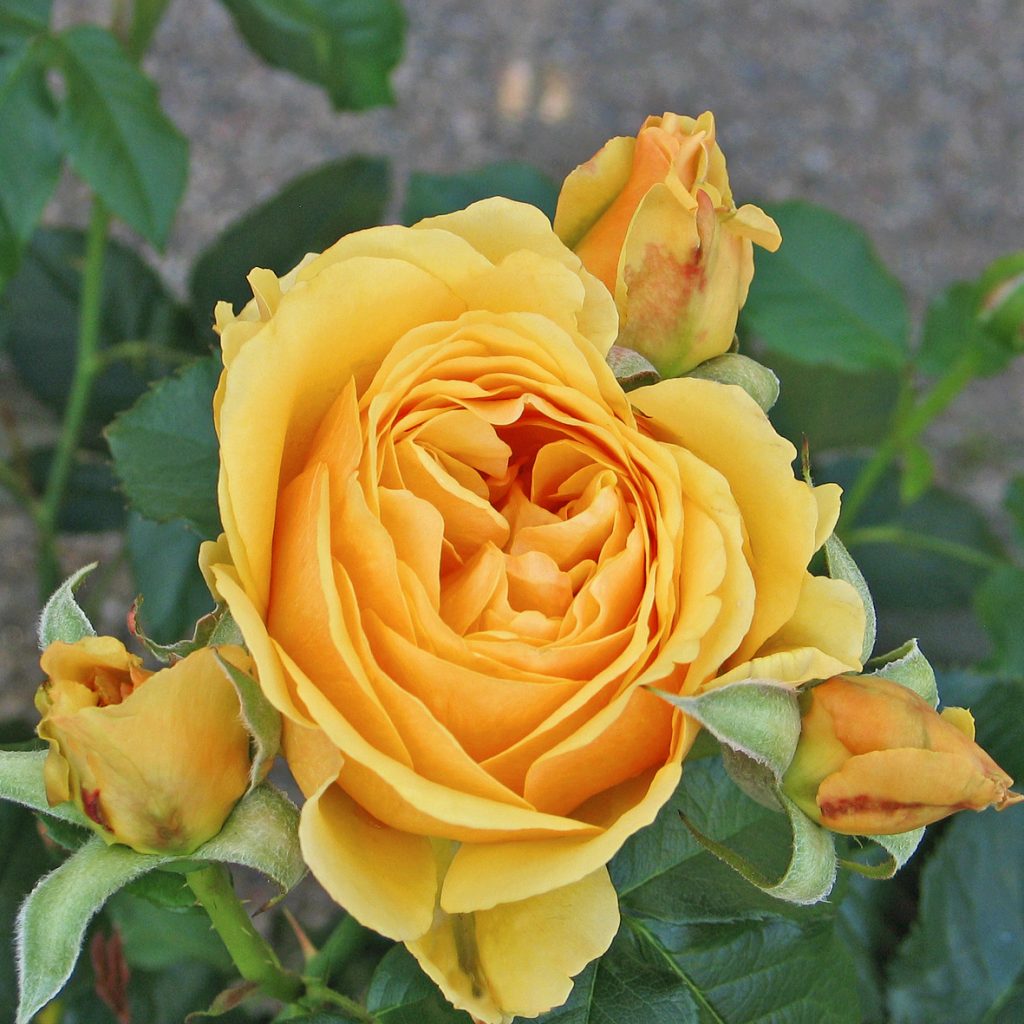 AMBER QUEEN - Rosor, Perenner och Klematis