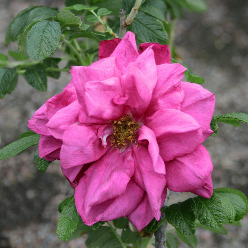 'Belle Poitevine' - Rosor, Perenner och Klematis