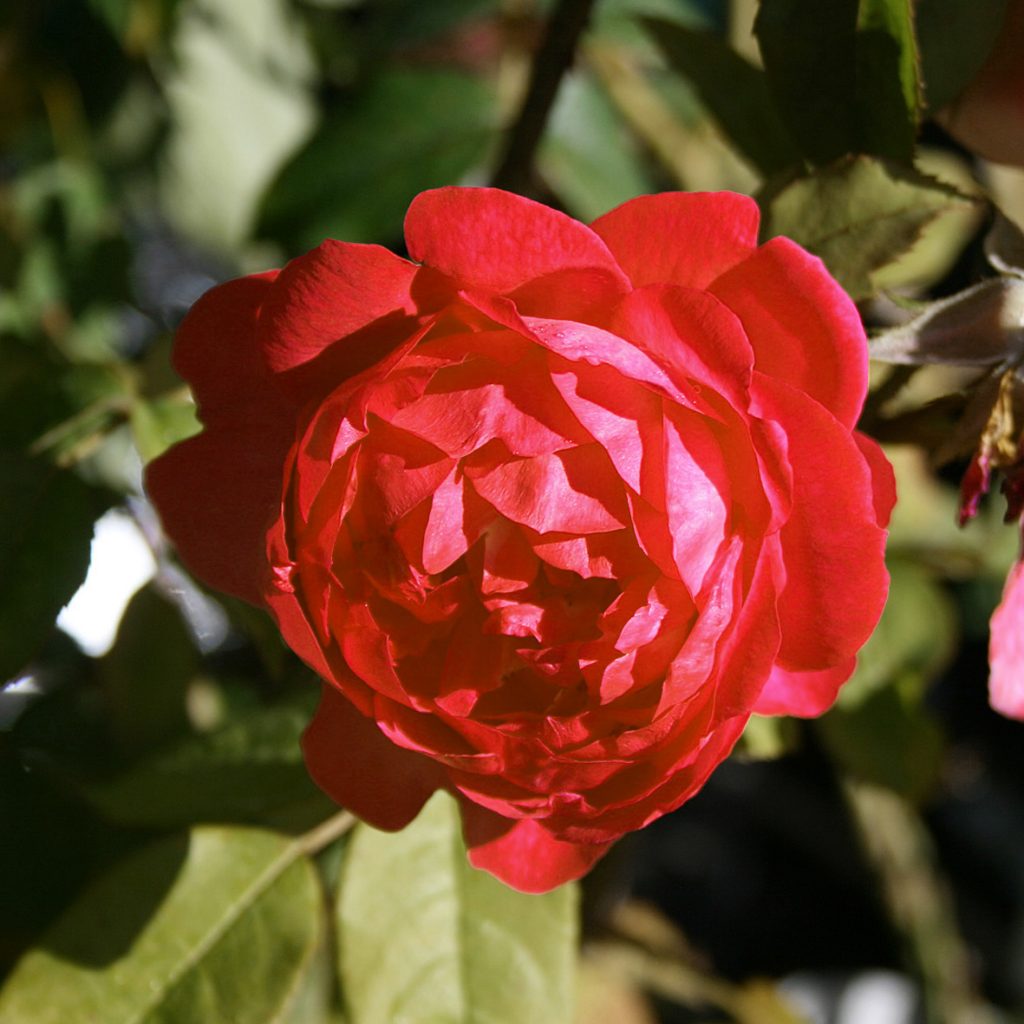 Engelska rosor - Rosor, Perenner och Klematis