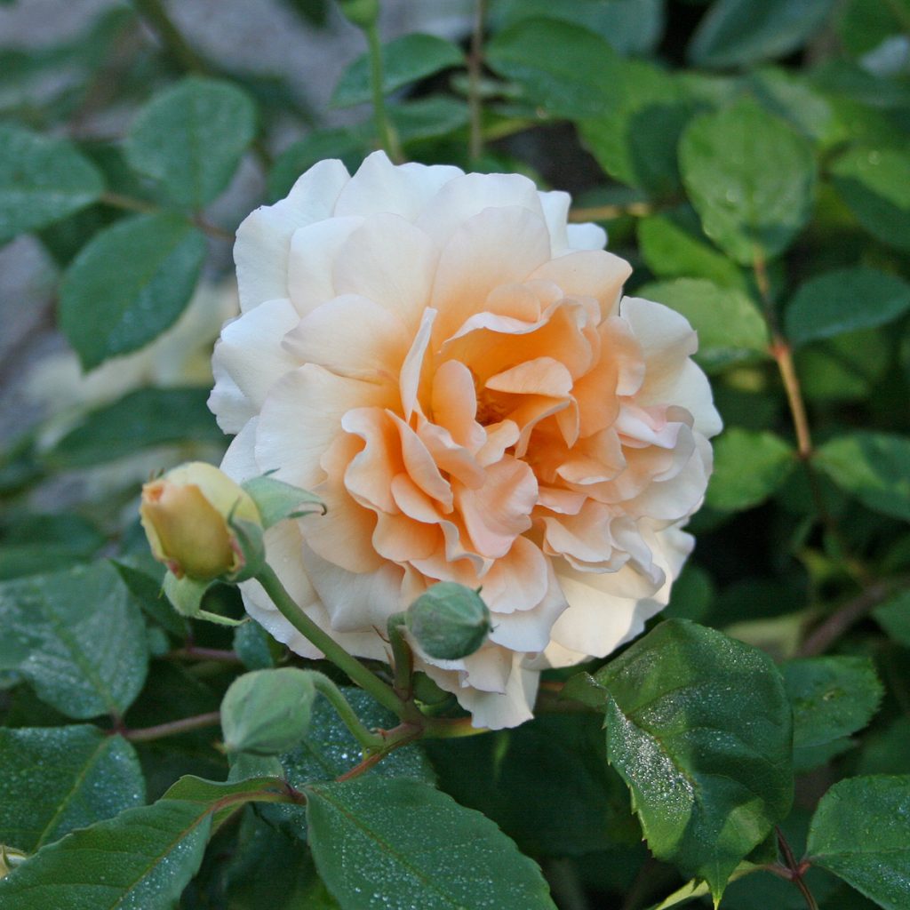 'Buff Beauty' - Rosor, Perenner och Klematis