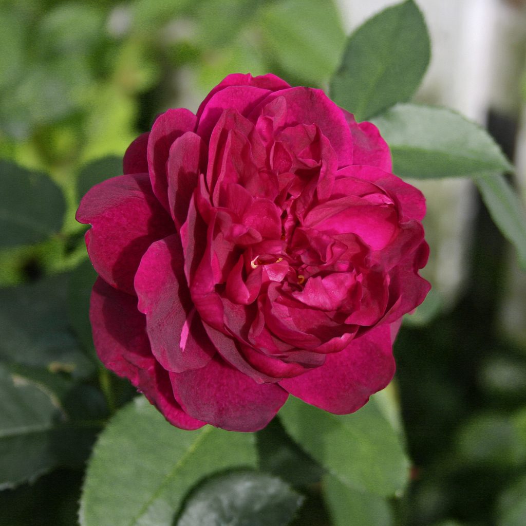 Engelska rosor - Rosor, Perenner och Klematis