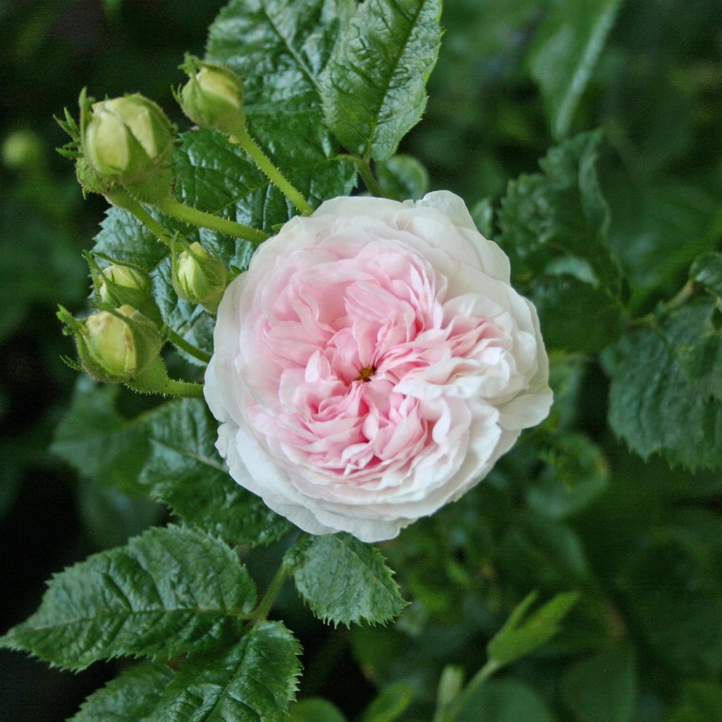 Albarosor - Rosor, Perenner och Klematis
