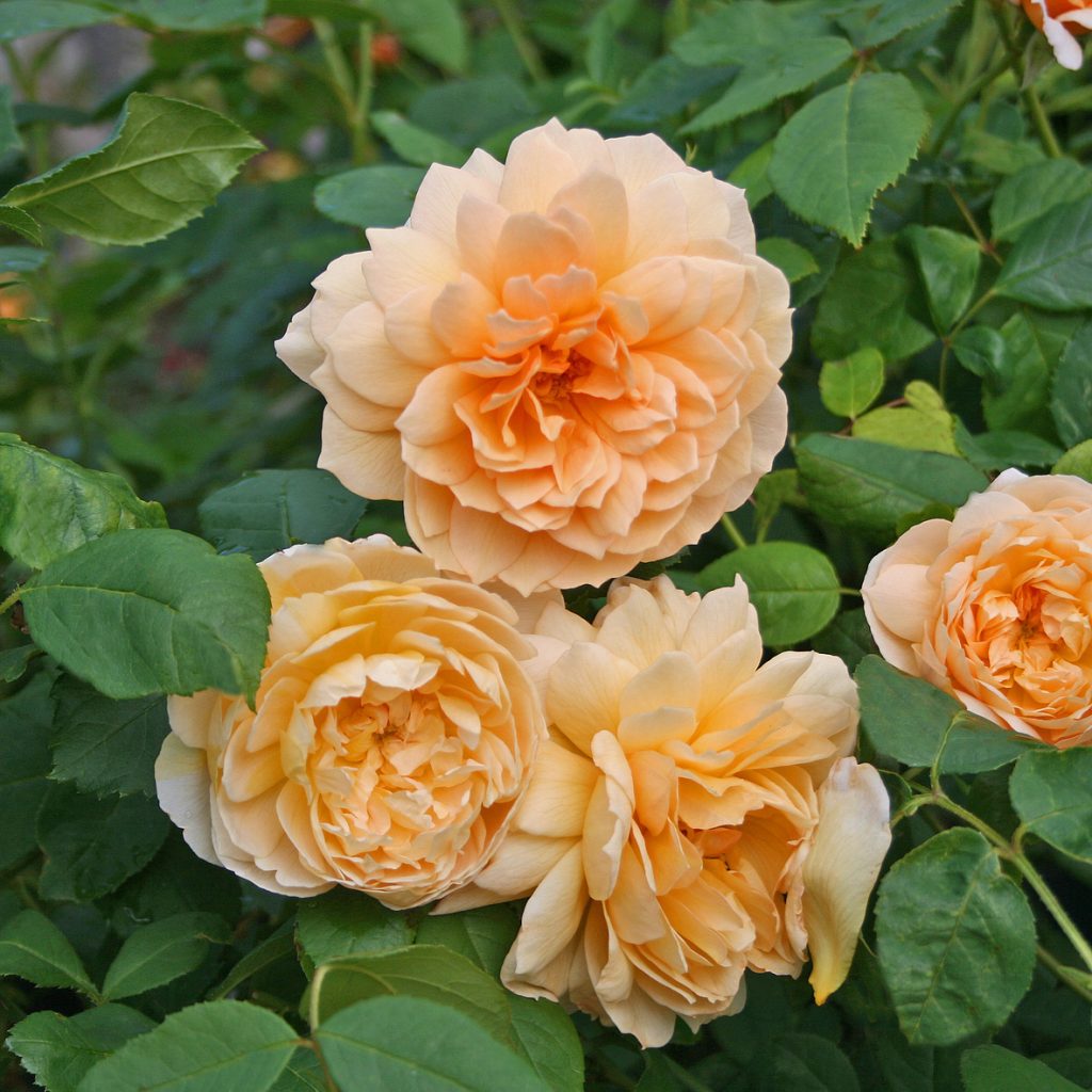 Engelska rosor - Rosor, Perenner och Klematis
