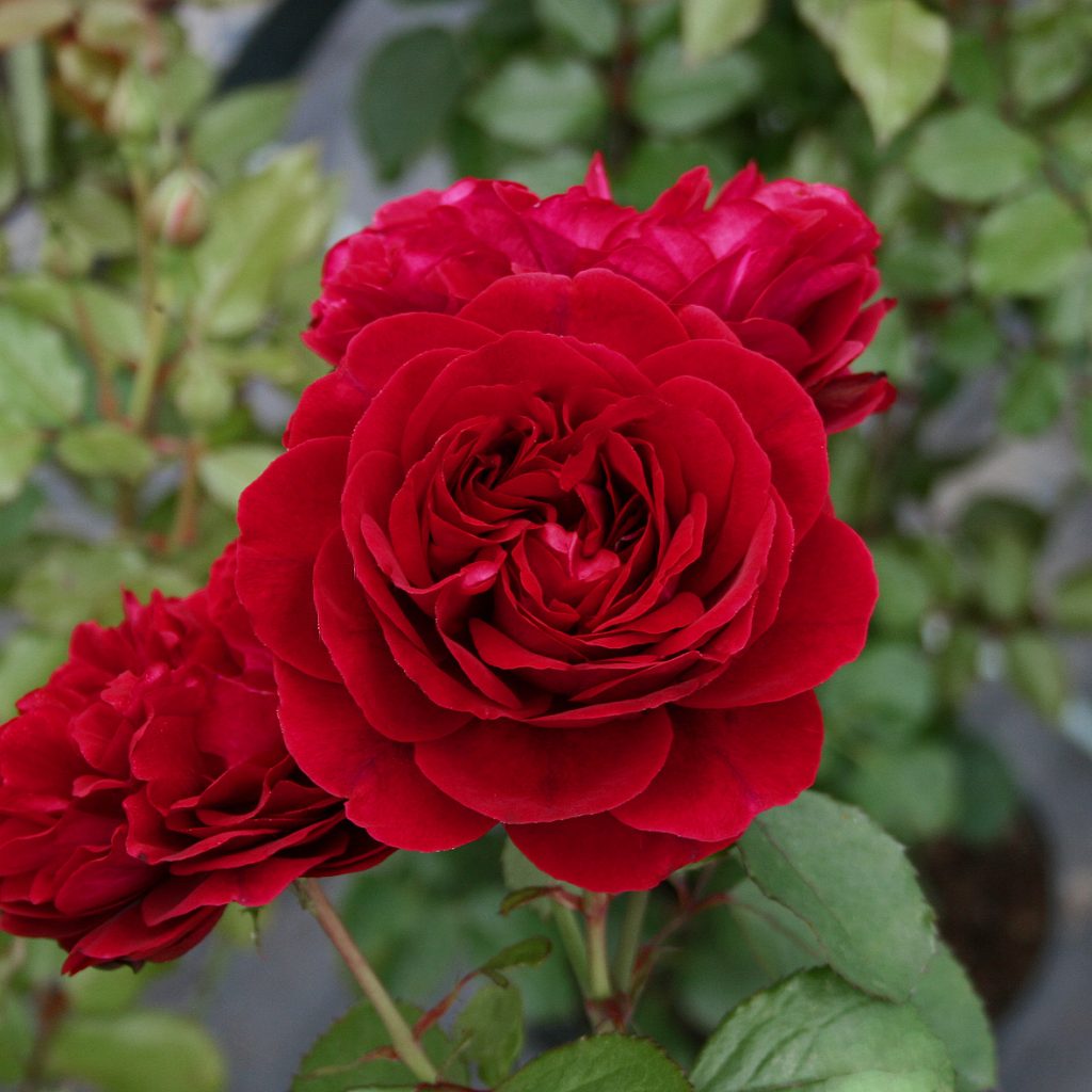 Renaissance-rosor - Rosor, Perenner och Klematis