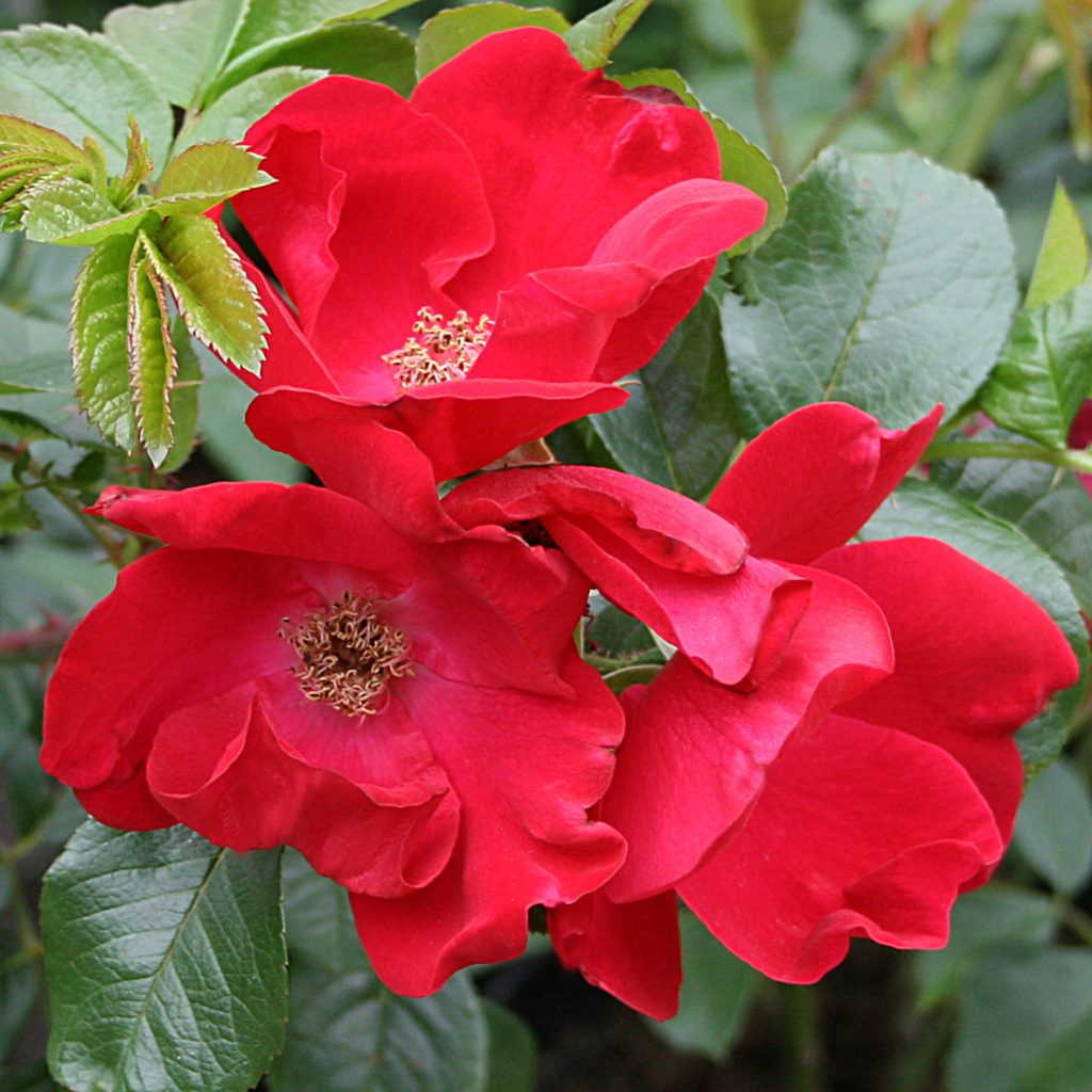 ROBUSTA - Rosor, Perenner och Klematis