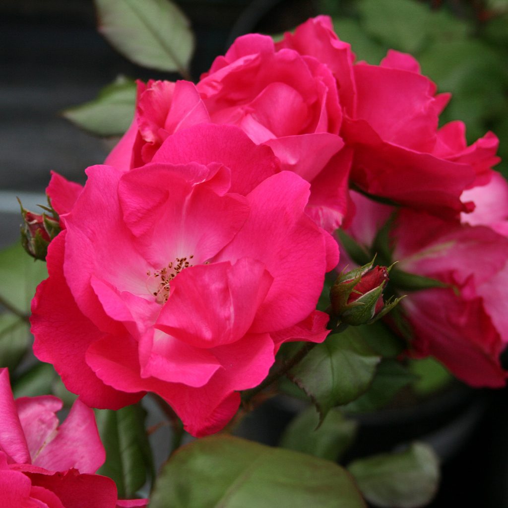 'Rödhätte' - Rosor, Perenner och Klematis