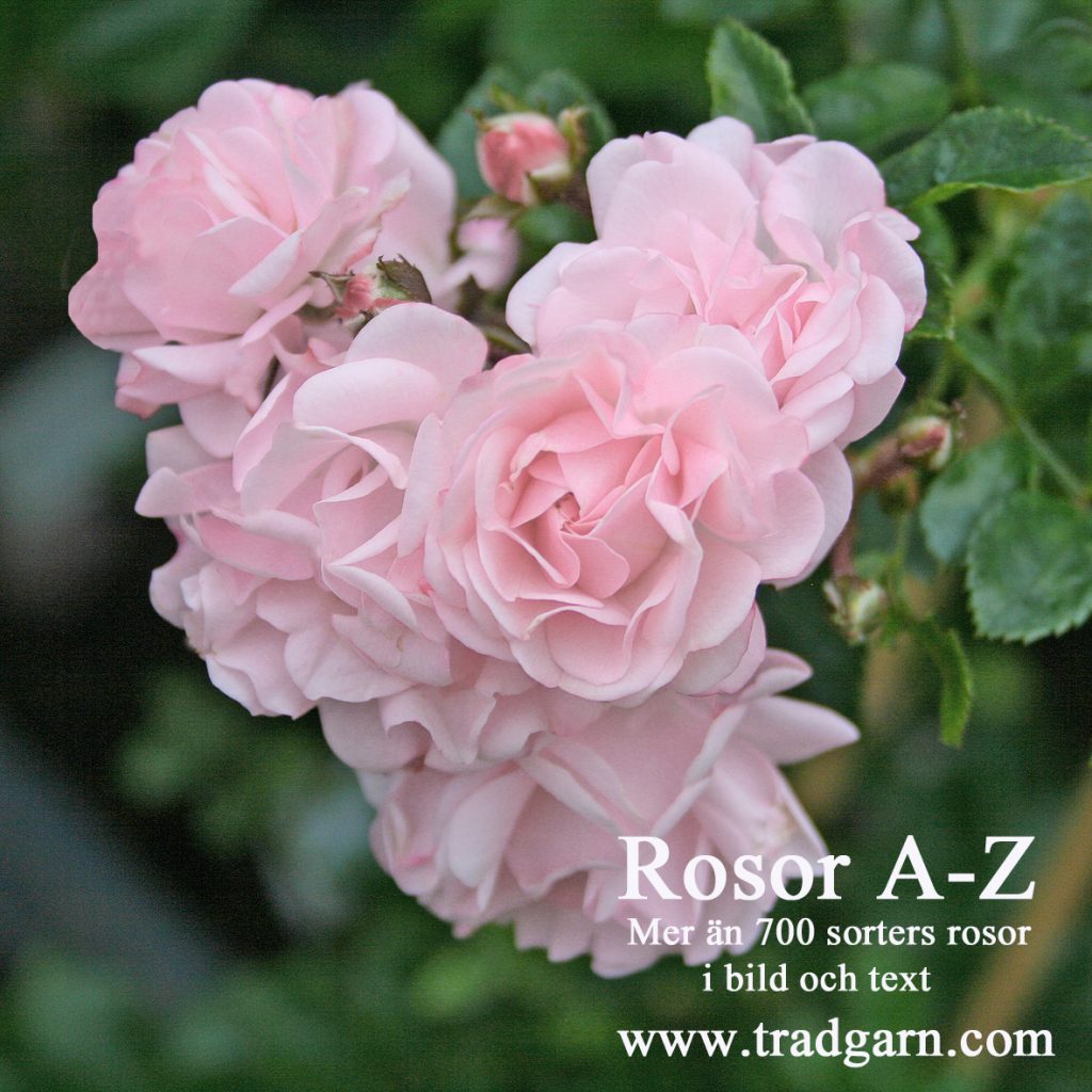 Nu är Rosor A-Z klar. - Rosor, Perenner och Klematis