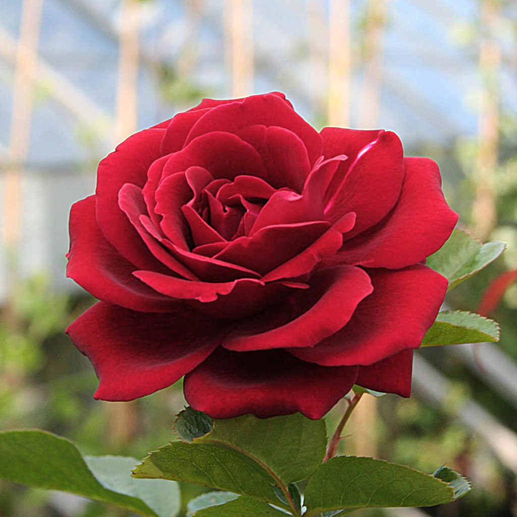 THAT 'S JAZZ - Rosor, Perenner och Klematis