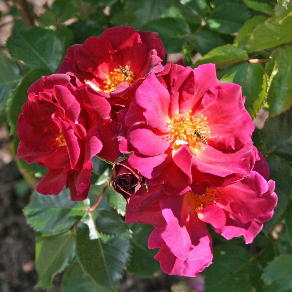 WILD ROVER - Rosor, Perenner och Klematis