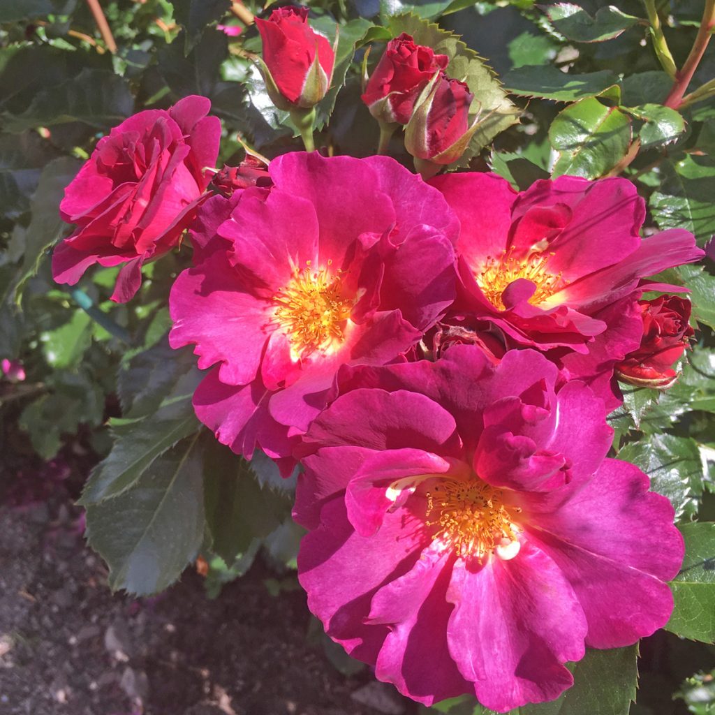 Floribundarosor - Rosor, Perenner och Klematis